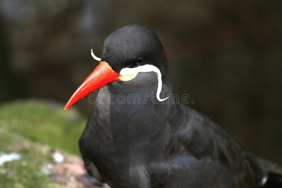 Inca Tern stock photo. Image of marine, black, animal - 1158202
