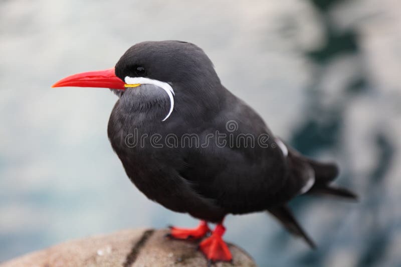 Inca Tern stock photo. Image of animal, white, tern, sideways - 16110280