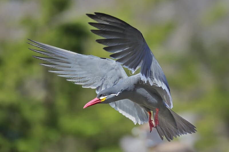INCA TERN stock photo. Image of bird, chile, larosterna - 19541418