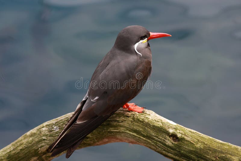The Inca tern stock photo. Image of coast, tern, larosterna - 119665314