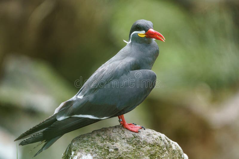 Inca tern stock photo. Image of feathers, branch, cute - 269861202