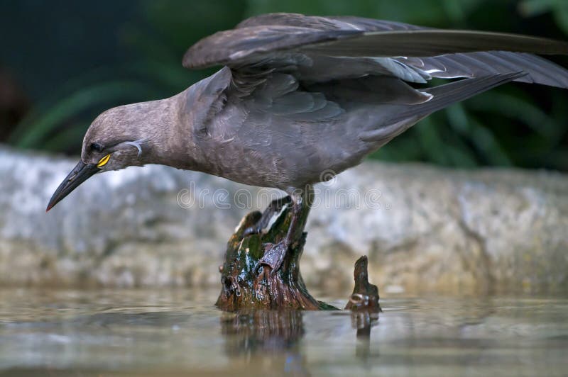 Inca Tern stock photo. Image of larosterna, inca, tern - 27843714