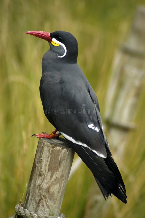 Inca Tern stock image. Image of tern, wildlife, fence, bird - 290775