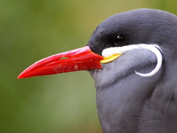 Inca Tern stock photo. Image of endangered, inca, flight - 351762
