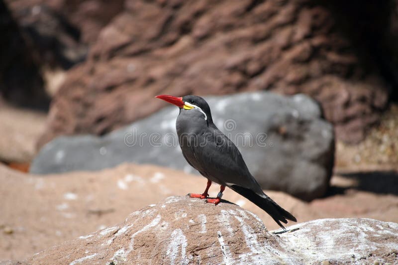 Inca tern bird stock photo. Image of ornithology, education - 15493038