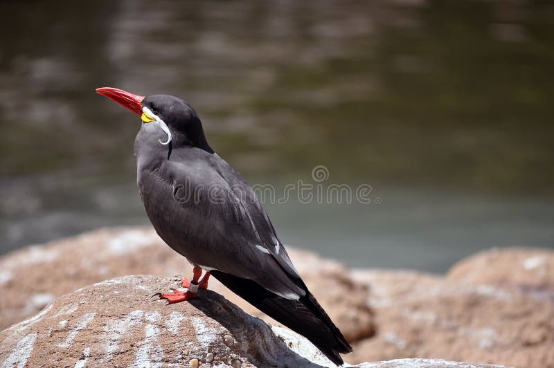 Inca tern bird stock photo. Image of education, ornithology - 15493052