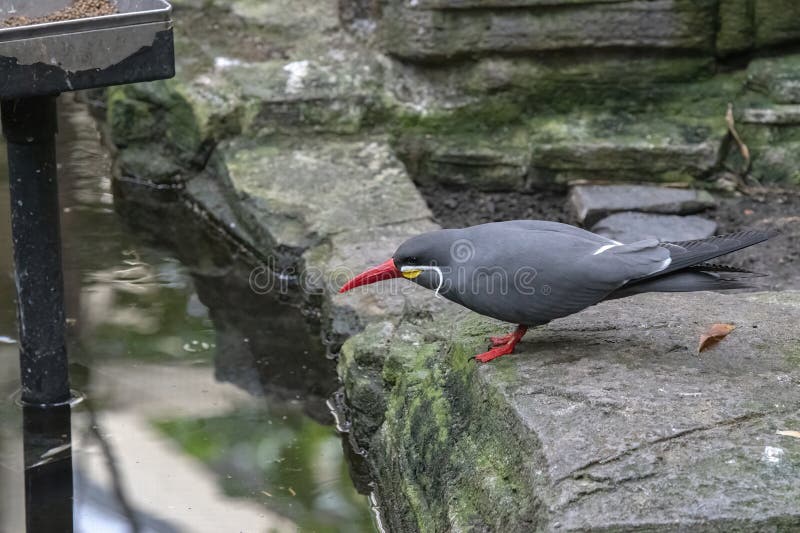 Inca Tern Bird at Amsterdam the Netherlands 30-3-2022 Stock Image ...
