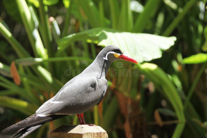 Inca tern bird stock photo. Image of wildlife, outside - 133134372