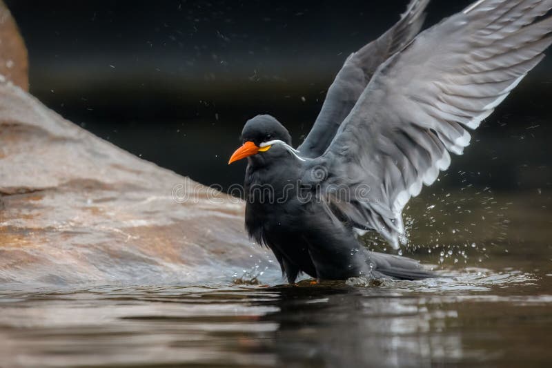 Inca Tern Bird with Open Wings Swimming in Water Stock Image - Image of ...