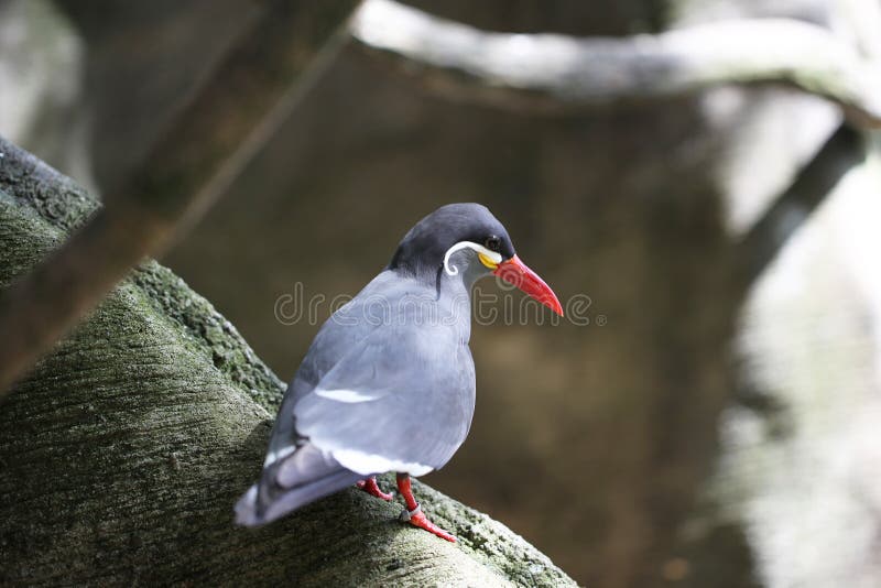 Inca tern bird stock image. Image of pleasure, larosterna - 133133741