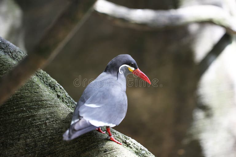 Inca tern bird stock image. Image of pleasure, larosterna - 133133741