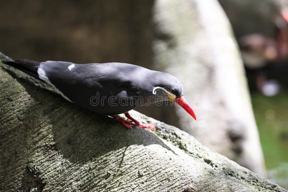 Inca tern bird stock image. Image of sunshine, wild - 133134217