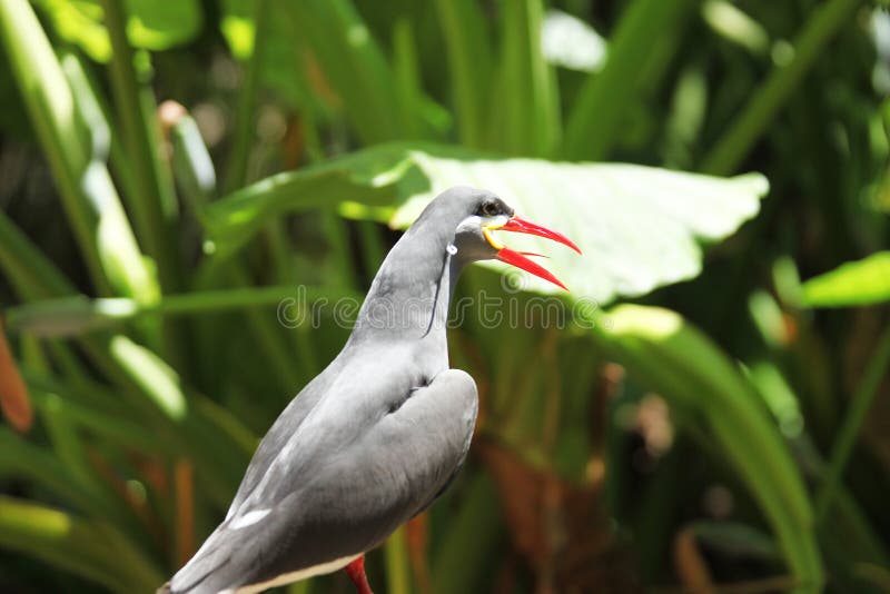 Inca tern bird stock photo. Image of nature, dark, ornithology - 133134676
