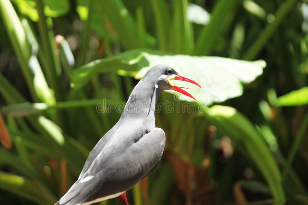 Inca tern bird stock photo. Image of nature, dark, ornithology - 133134676