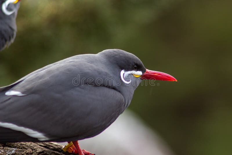 Inca Tern in Bronx Zoo - Bird with Red Beak Stock Photo - Image of ...