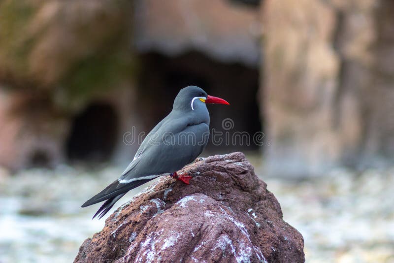 Inca Tern in Bronx Zoo - Bird with Red Beak Stock Photo - Image of tern ...