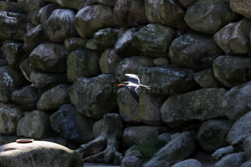The Inca Tern, a Large Tern Stock Photo - Image of larosterna, animal ...