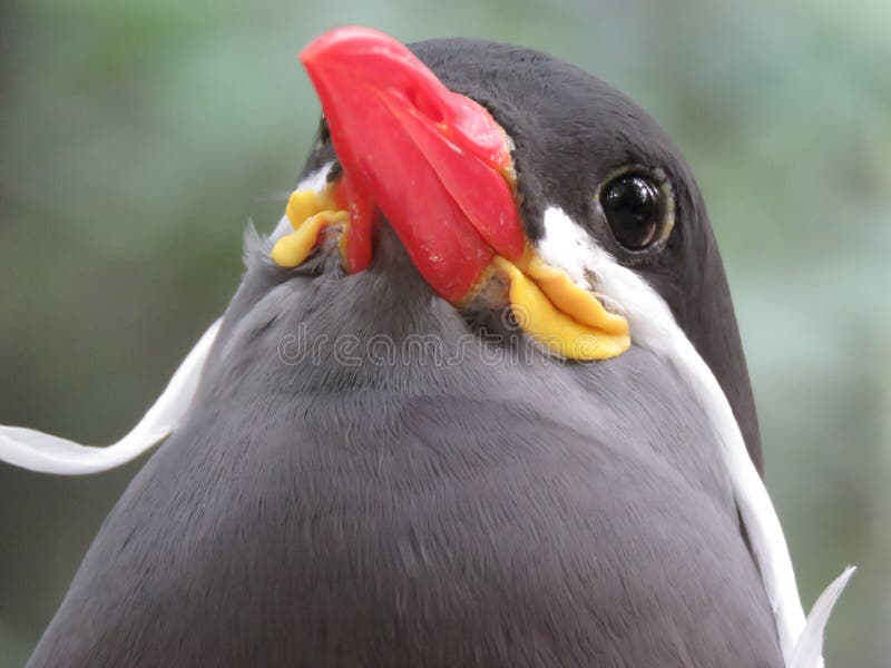 The Inca tern stock photo. Image of coast, tern, larosterna - 119665314