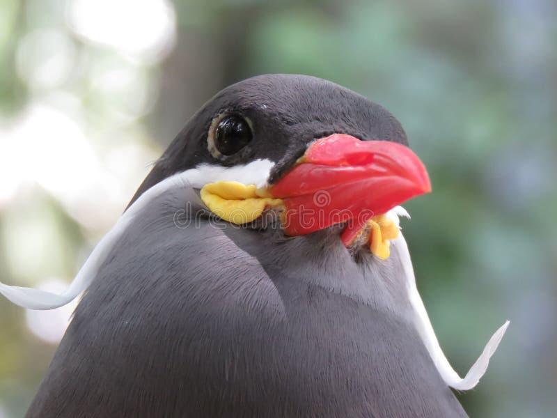 The Inca tern stock photo. Image of coast, tern, larosterna - 119665314