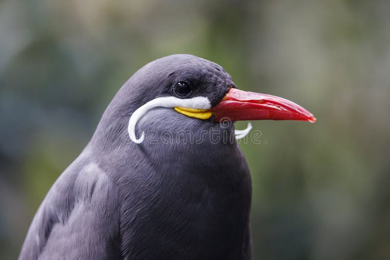 The Inca Tern Larosterna Inca Stock Image - Image of zoological ...