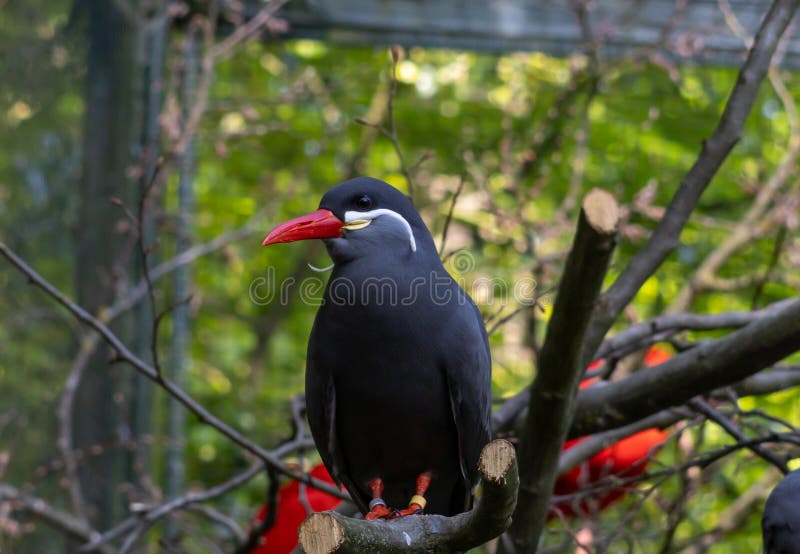The Inca Tern (Larosterna Inca) Closeup Photo Stock Image - Image of ...