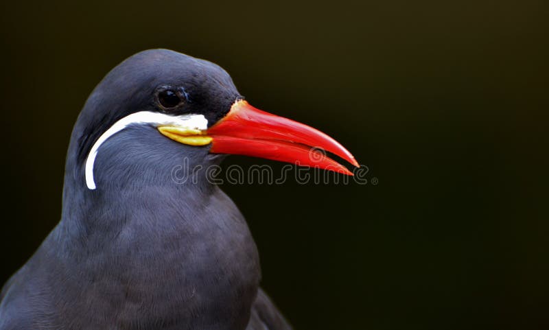 Inca Tern (Larosterna Inca) Stock Photo - Image of nature, animal: 75092190