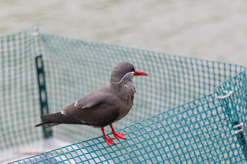 Inca Tern (Larosterna Inca) Spotted Outdoors. Stock Photo - Image of ...