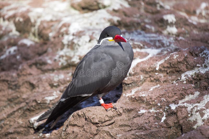 Inca Tern (Larosterna Inca) Stock Image - Image of curve, zoology: 62943365
