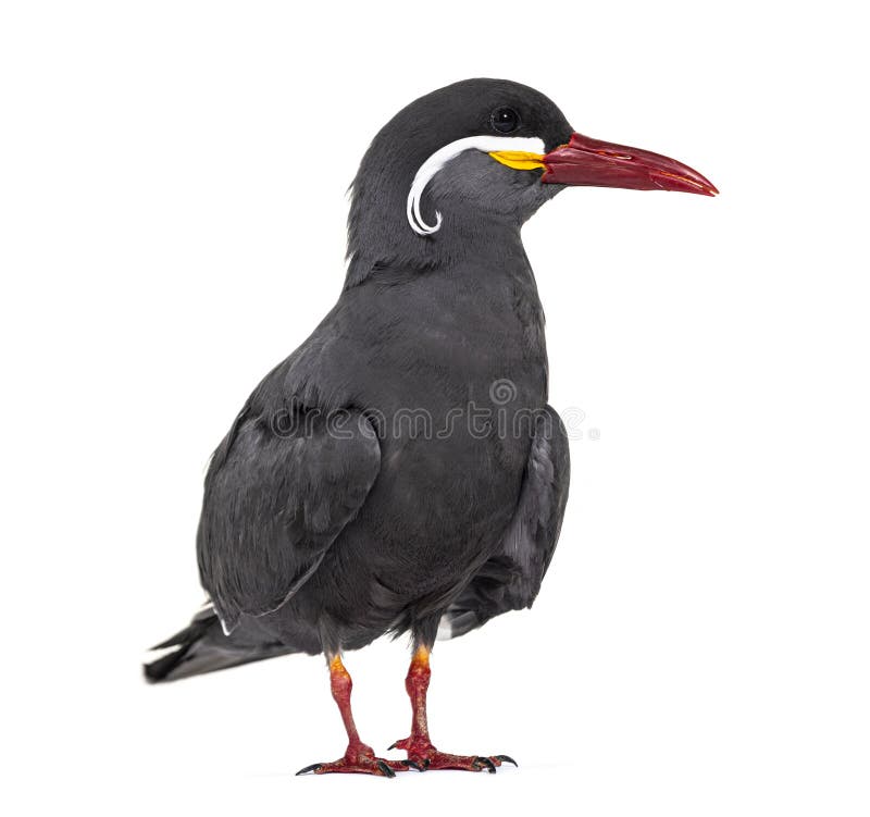 Inca Tern, Larosterna Inca, Isolated on White Stock Image - Image of ...