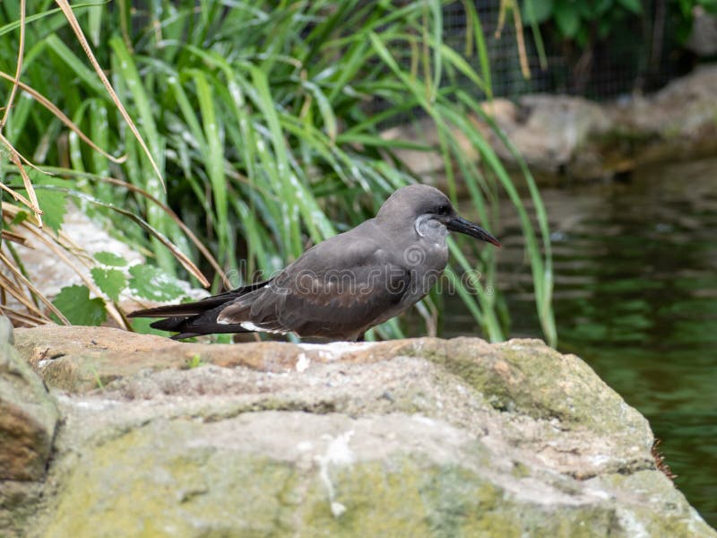 Inca Tern, Larosterna Inca, Near the Water. Bird Near the Water. Stock ...