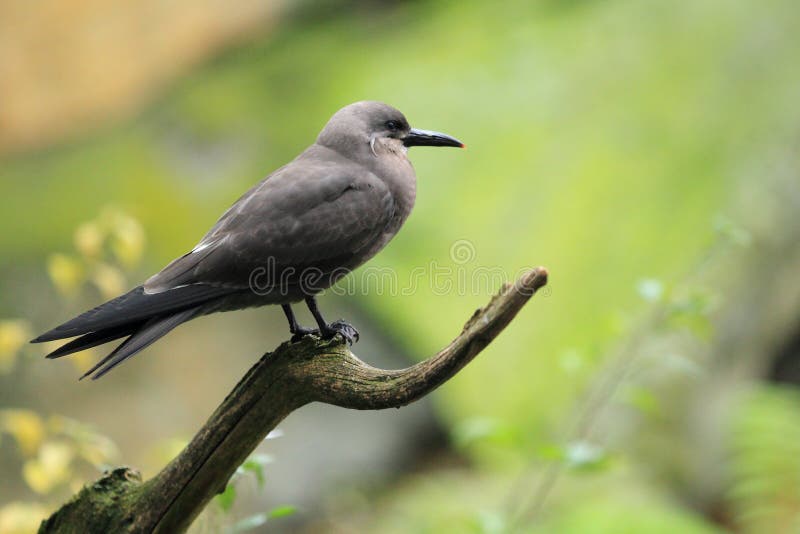 Inca tern stock image. Image of sitting, larosterna, adult - 63270503