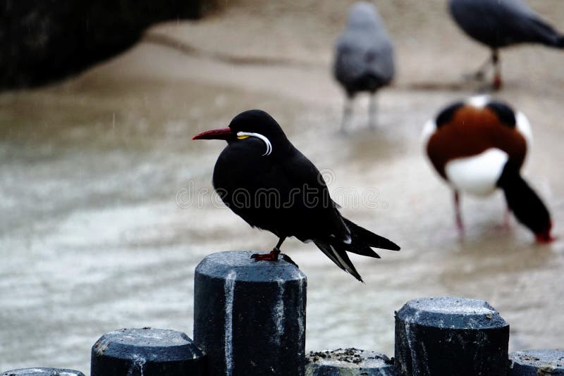 Inca tern on stone stock image. Image of beak, tern, seabird - 92257263