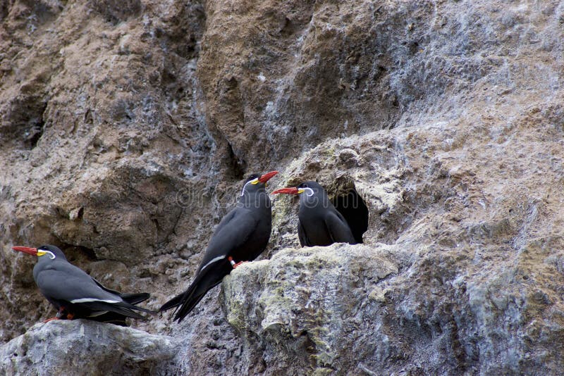 Inca Tern 707887 stock image. Image of brookfield, rocks - 192130309