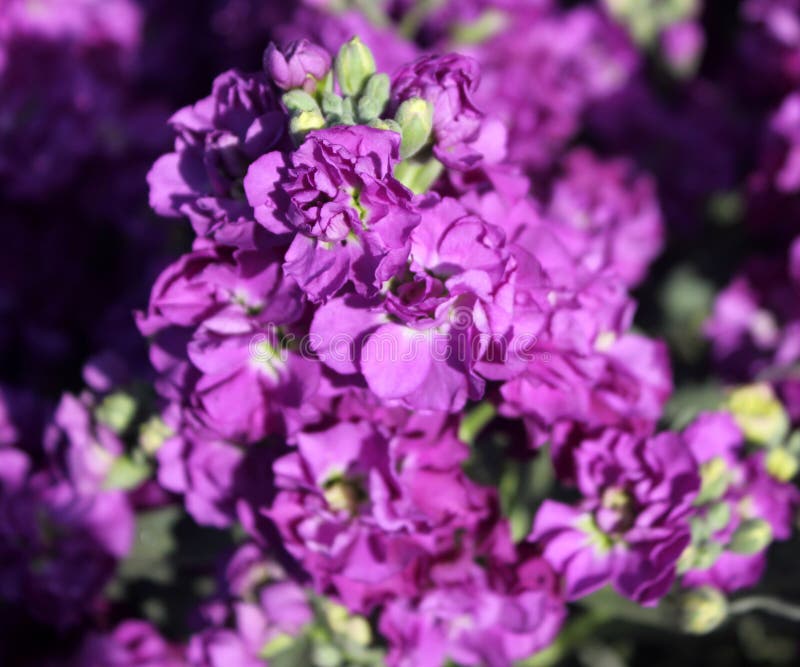 Incana 'opera Debora' Del Matthiola Fotografia Stock - Immagine di ...