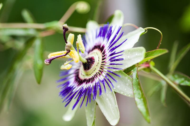 Cultivo Do Incarnata Do Passiflora Foto de Stock - Imagem de folhas ...