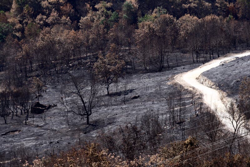 Feu sauvage photo stock. Image du incendie, sauvage - 176223066