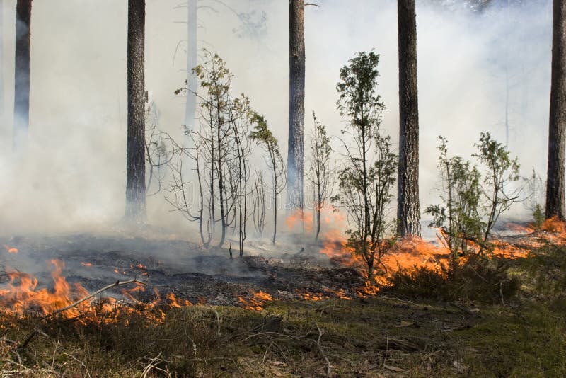 Incendio Violento Nella Foresta Immagine Stock - Immagine di pericolo ...
