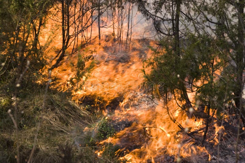 Incendio Violento Nella Foresta Immagine Stock - Immagine di pericolo ...