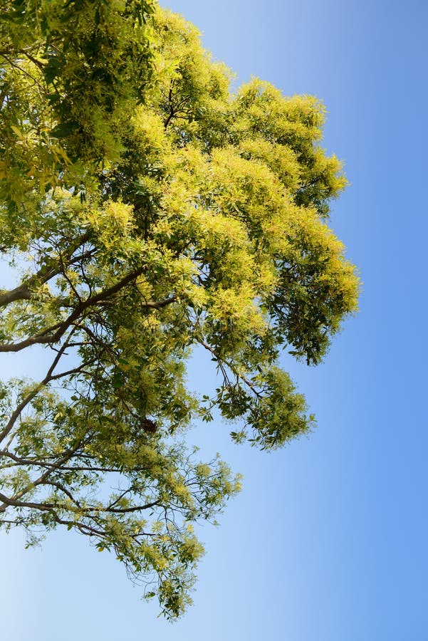 Incense Machilus Tree with Flowers on Blue Sky Stock Image - Image of ...