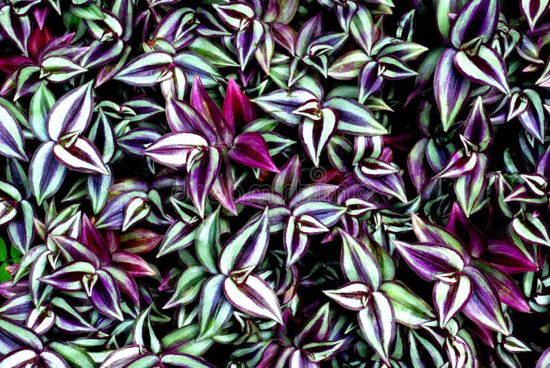 Inch plant stock photo. Image of zebrina, flower, plant - 4742808