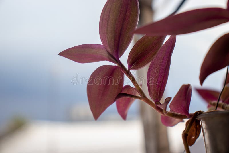 Inch Plant Red Leaves on a Blurred Background Stock Image - Image of ...