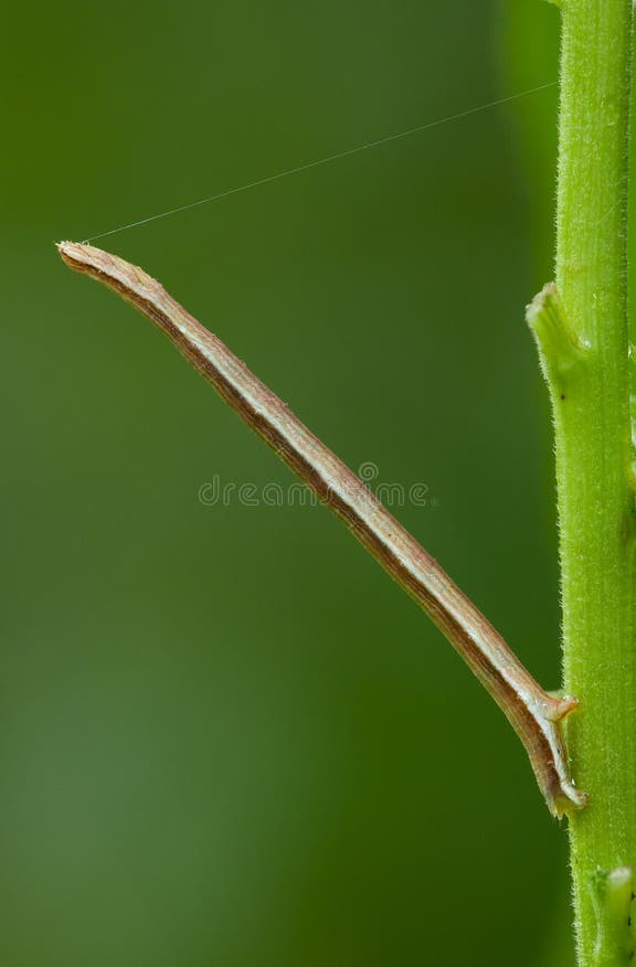 Inch worm stock photo. Image of camouflage, silk, straight - 15218902