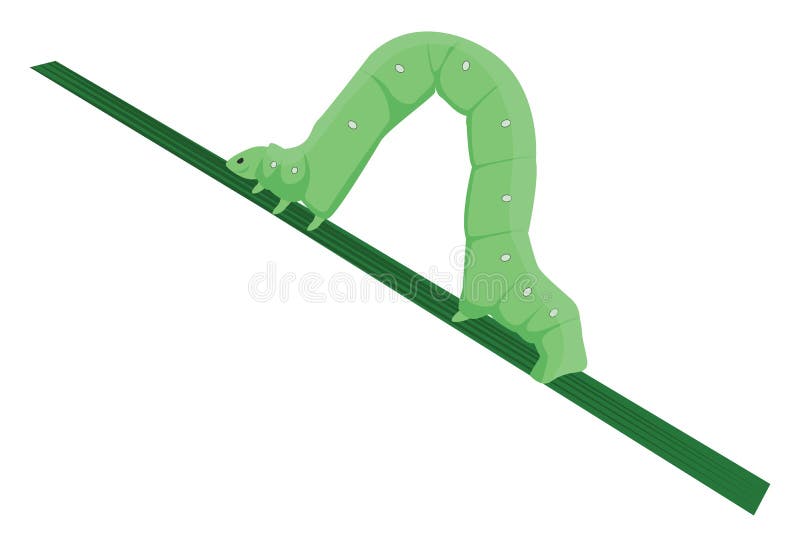 Cartoon Inch Worm Stock Illustrations – 18 Cartoon Inch Worm Stock ...