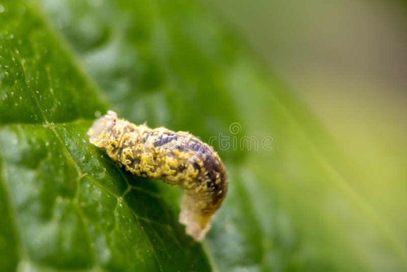 Inching Along stock image. Image of macro, inchworm, caterpillar - 81629501