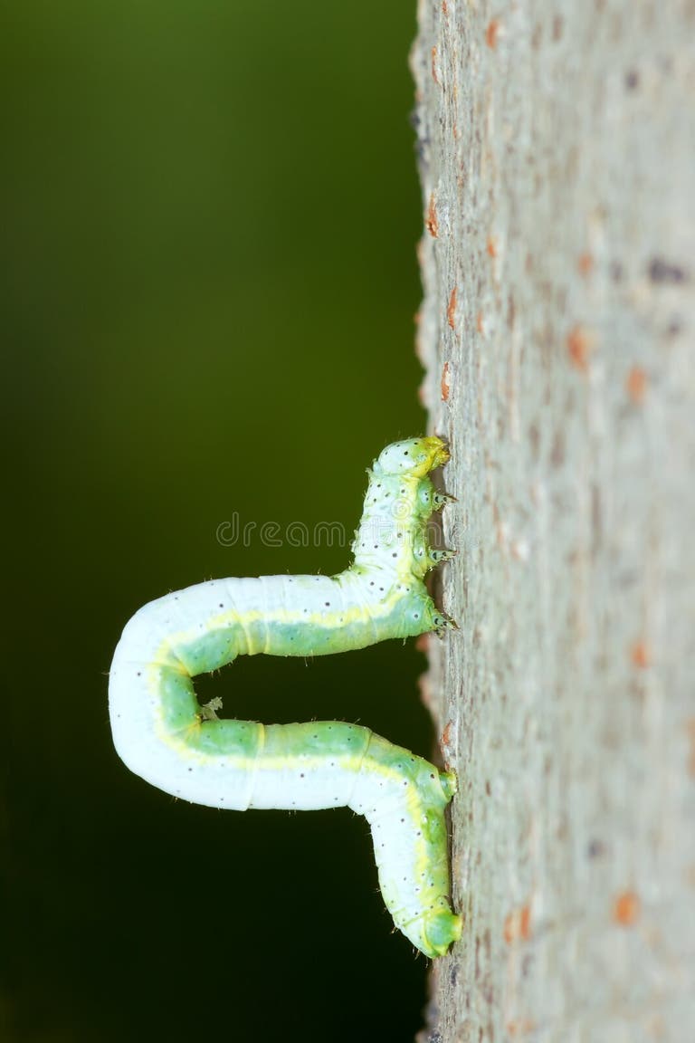 848 Inchworm Stock Photos - Free & Royalty-Free Stock Photos from ...