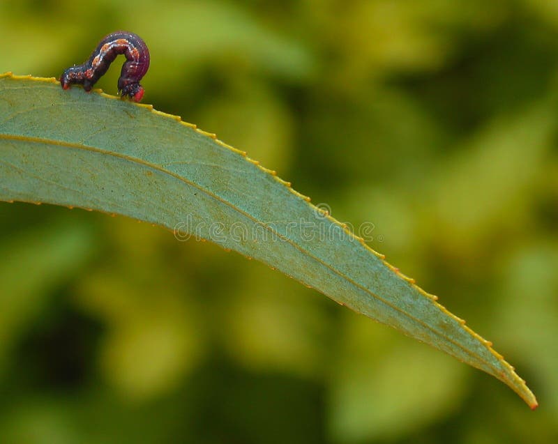 Inchworm stock foto. Image of blad, eten, leven, klein - 71591810
