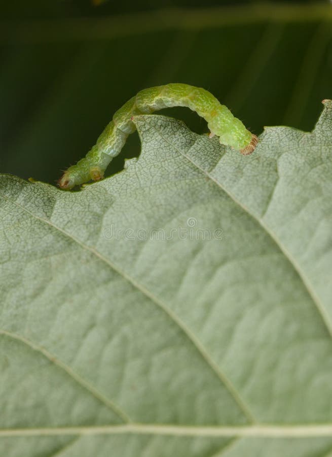 Inchworm on birch leaf stock photo. Image of inchworm - 31583068