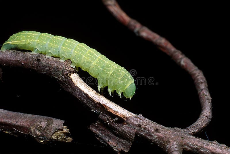 Inchworm on branch stock photo. Image of caterpillar - 27934216