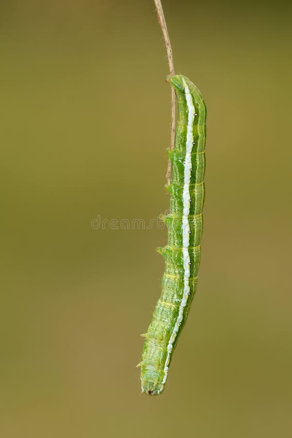 644 Inchworm Photos - Free & Royalty-Free Stock Photos from Dreamstime