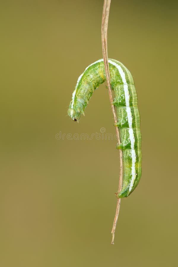 Inchworm stock photo. Image of insect, carpenterworm - 41428914